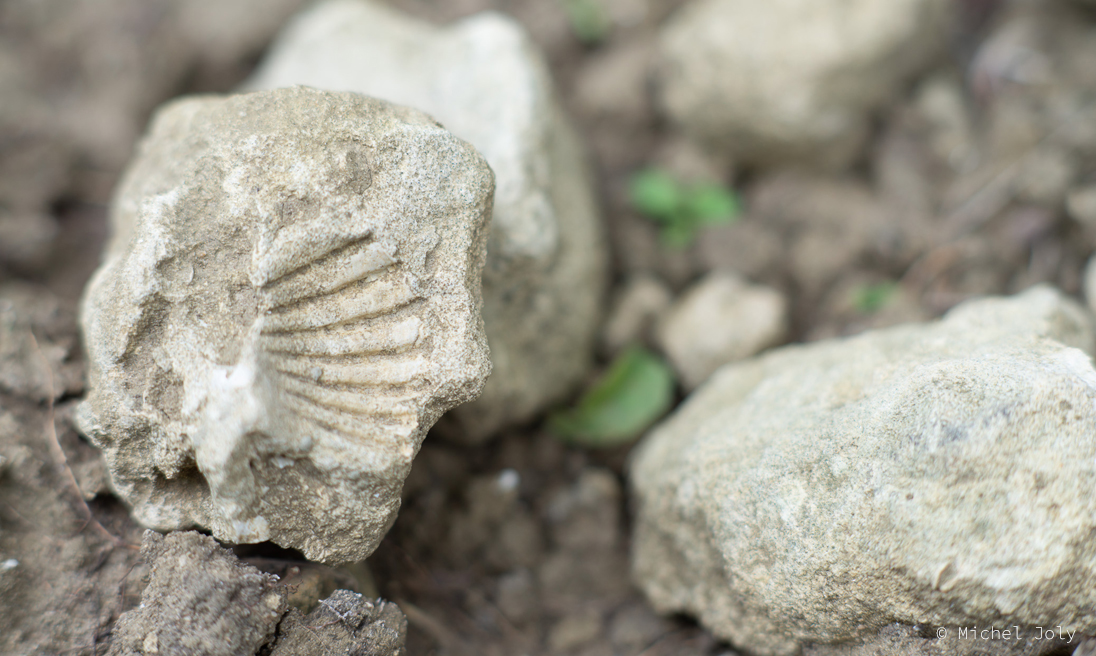 Nailing the Myth of Minerality : Becky Wasserman & Co.